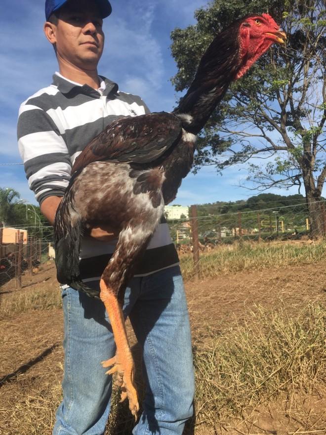 Galo Com 124 M é Considerado O Maior Do Mundo