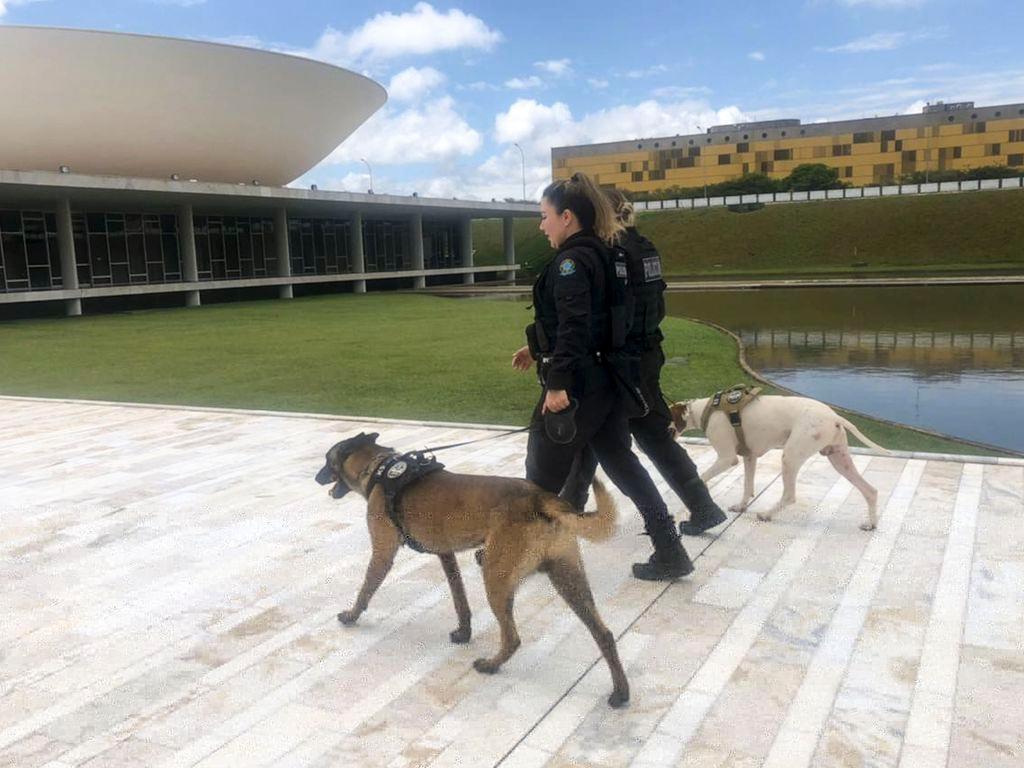 Cães Farejadores São Utilizados Inclusive Para Verificar Material Da